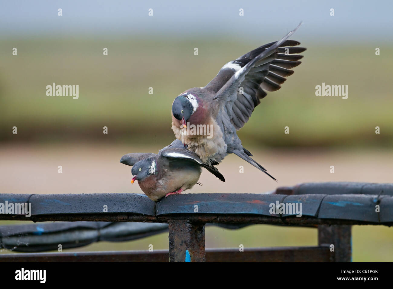 Doves Mating Stock Photos & Doves Mating Stock Images - Alamy