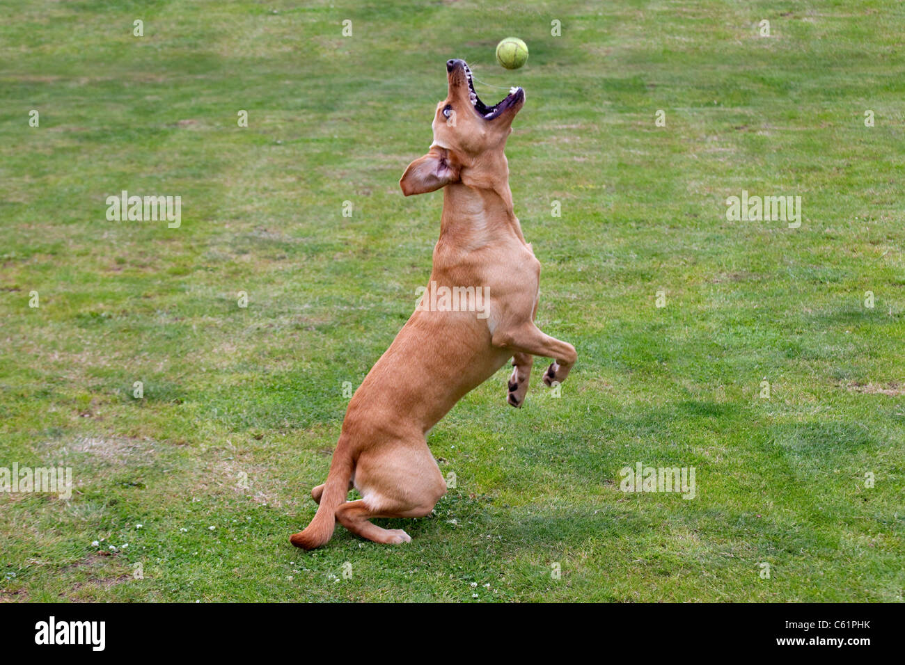 Yellow Labrador leaping to catch a tennis ball in garden Stock Photo ...