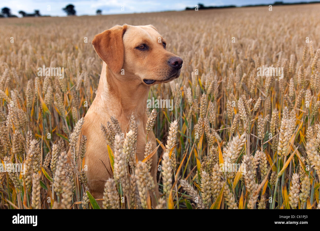 An alert Yellow Labrador sitting in wheat field Stock Photo - Alamy
