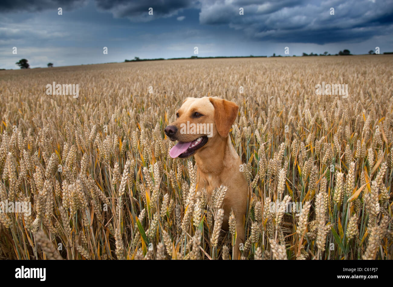 An alert Yellow Labrador sitting in wheat field Stock Photo - Alamy