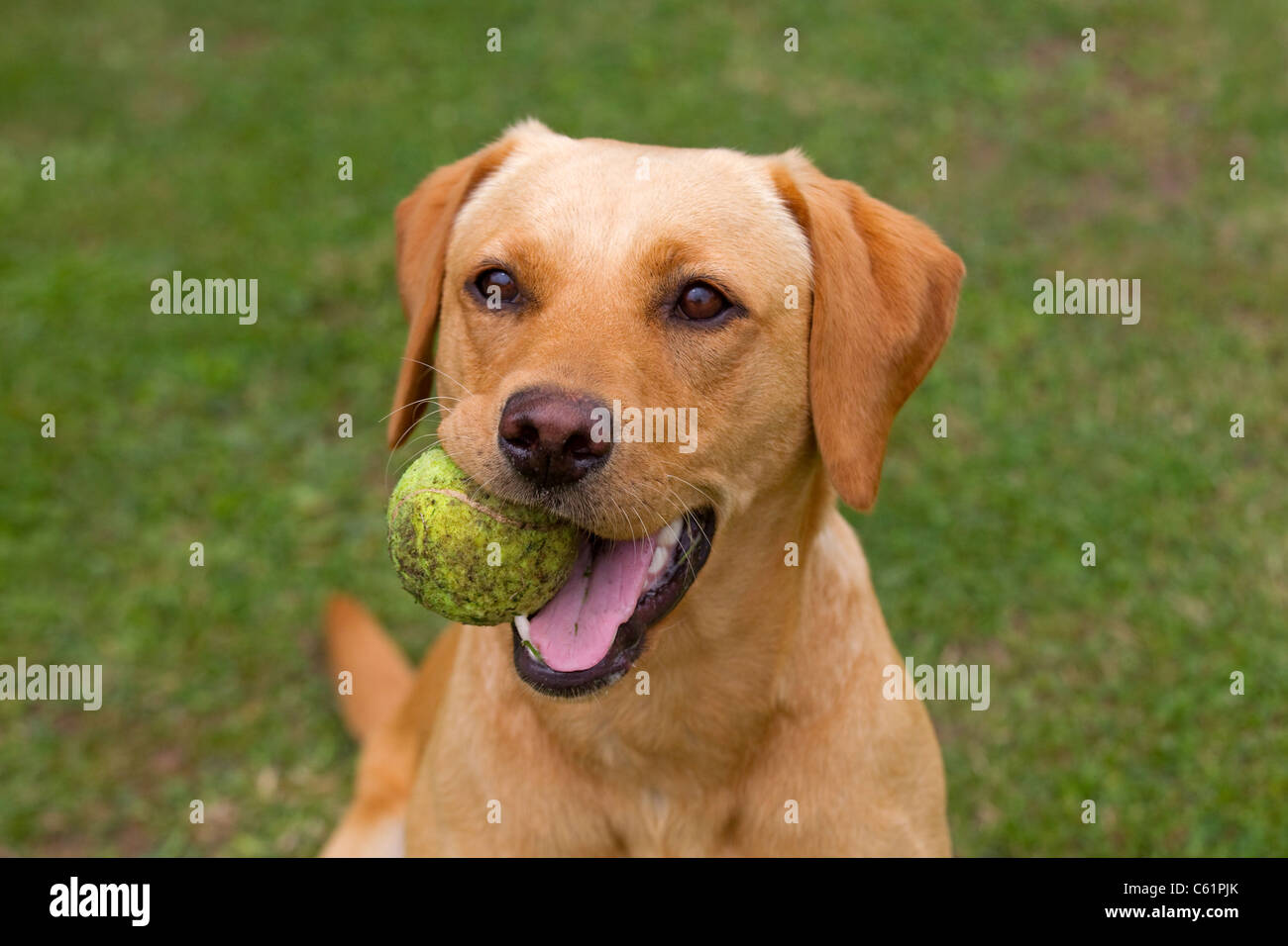 Yellow Labrador playing with ball Stock Photo - Alamy
