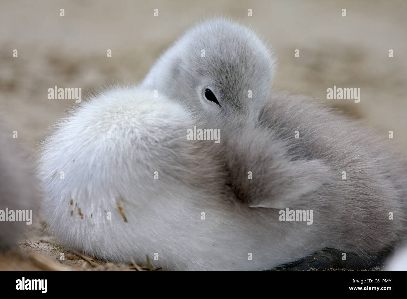 Infant swans hi-res stock photography and images - Alamy