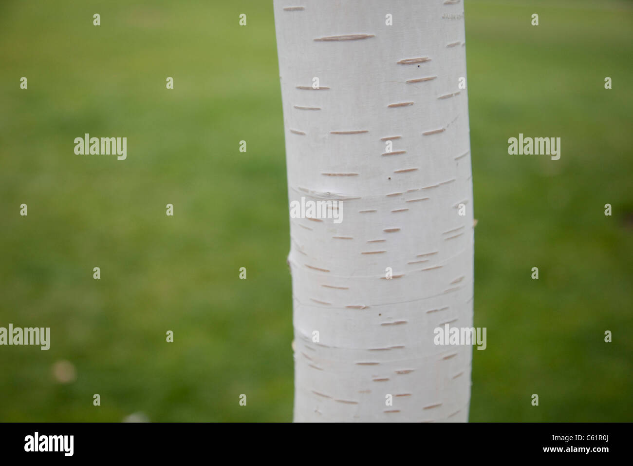 Silver Birch tree trunk bark Stock Photo - Alamy
