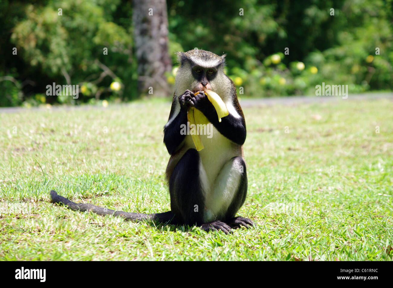 Green monkey snacking on banana, Grenada Stock Photo - Alamy