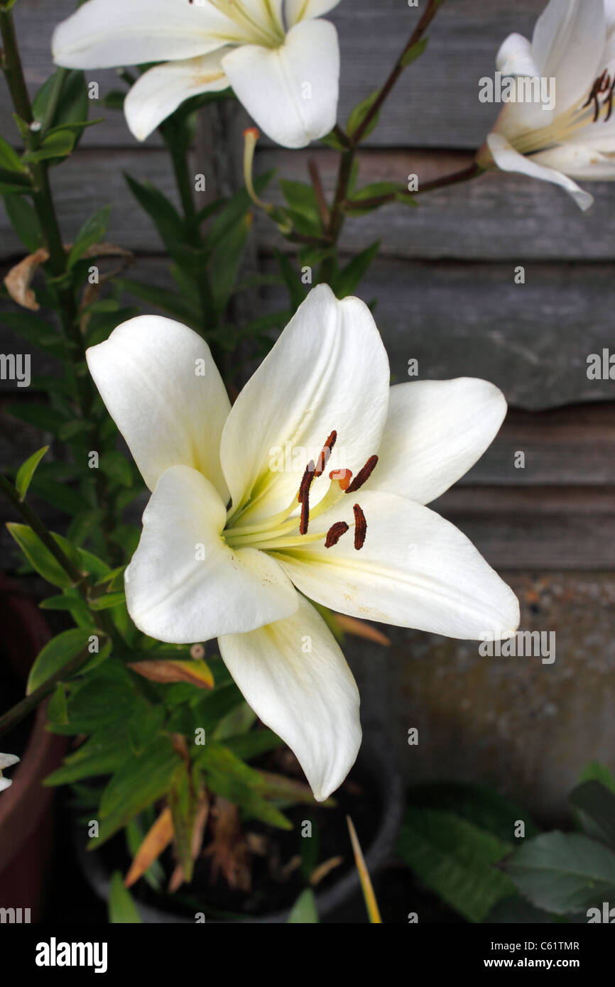 LILIUM COURIER. WHITE / CREAM LILY Stock Photo - Alamy
