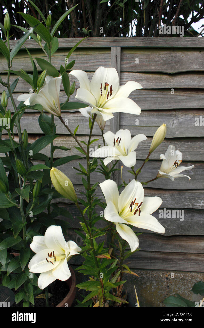 LILIUM COURIER. WHITE / CREAM LILY Stock Photo - Alamy