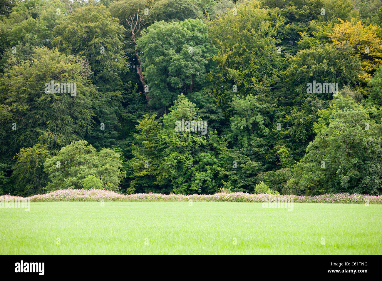 The invasive foreign plant, Himalayan Balsam, growing o the banks of ...