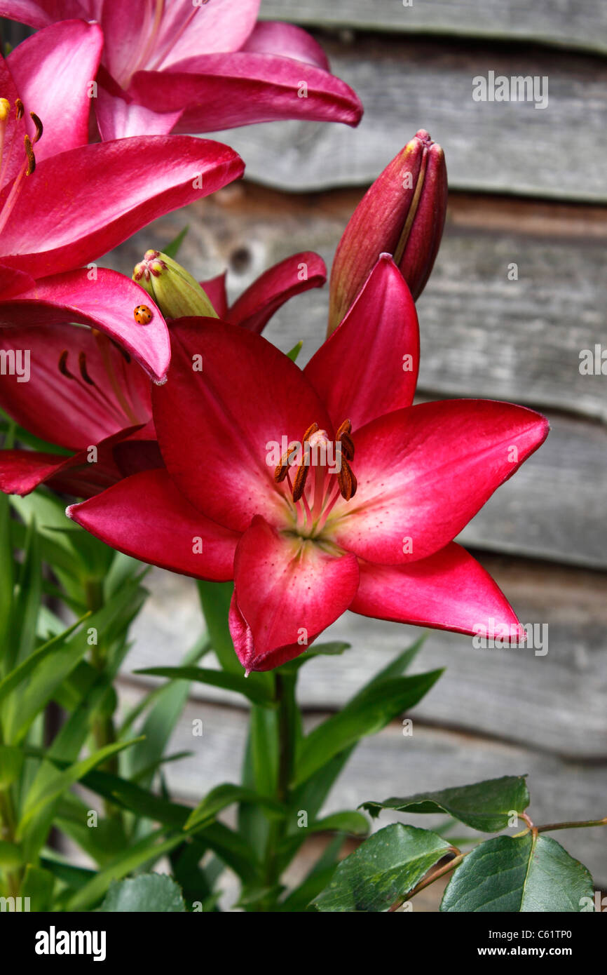 Lilium flowers blooms gardens hi-res stock photography and images - Alamy
