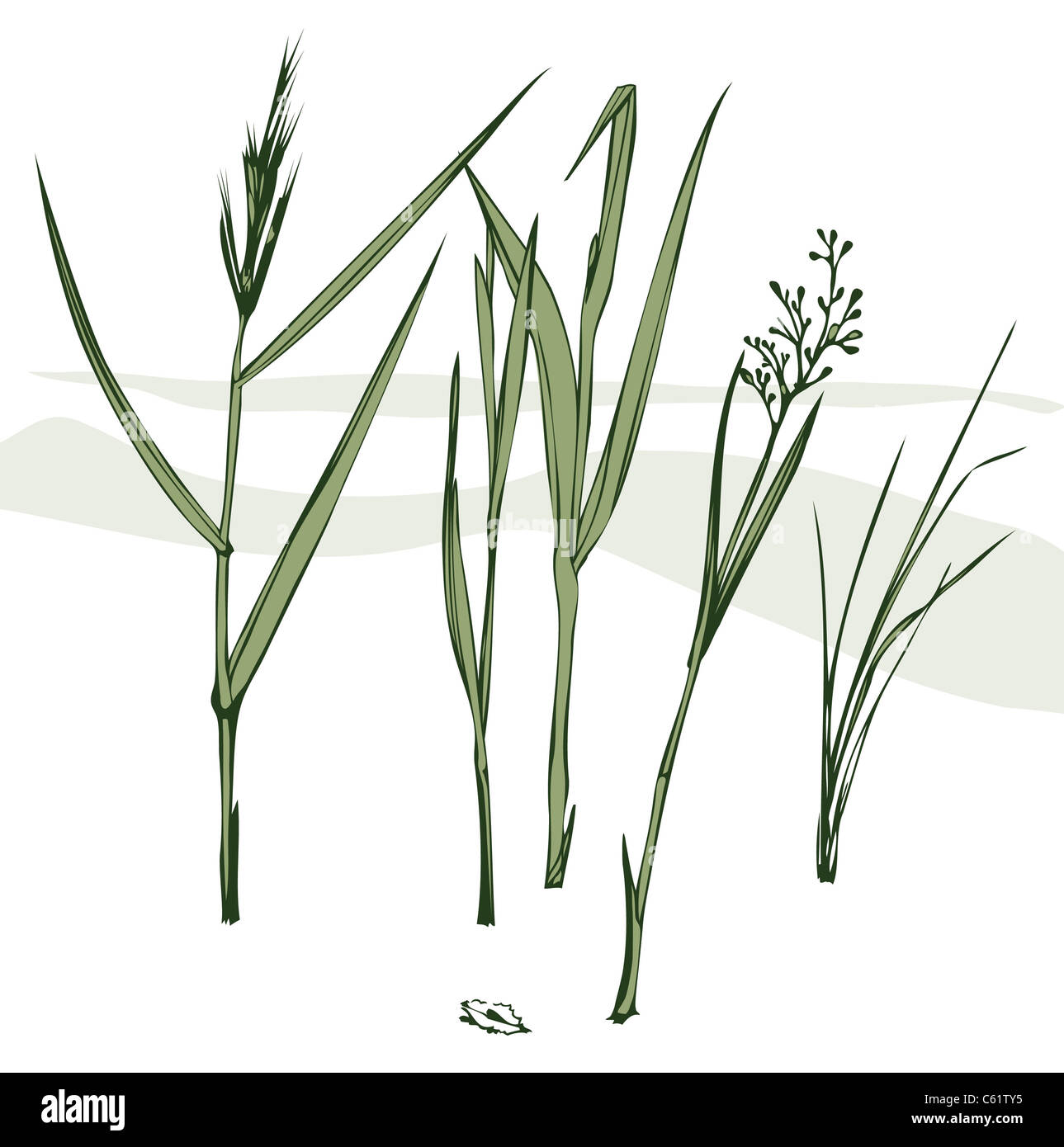 Vector illustration of isolated grass blades Stock Photo - Alamy