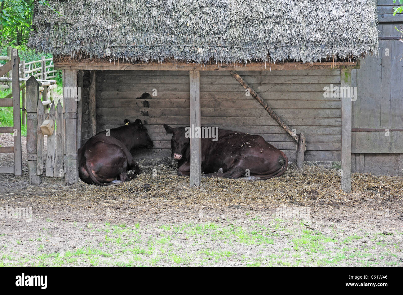 Beef cattle shed uk hi-res stock photography and images - Alamy