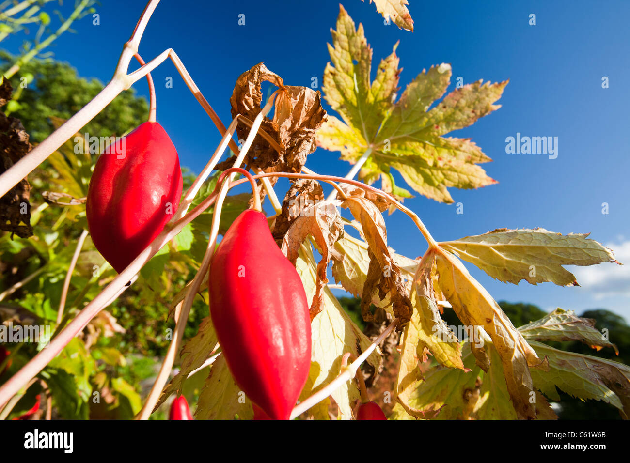 The fruits of Podophyllum hexandrum, or Himalayan may apple, also known ...
