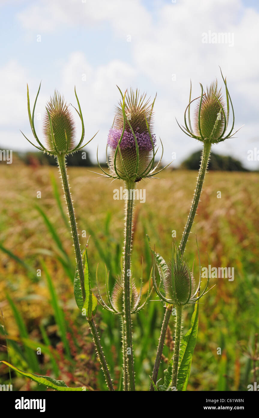 Wild teasel Dipsacus fullonum growing in a field margin Stock Photo - Alamy