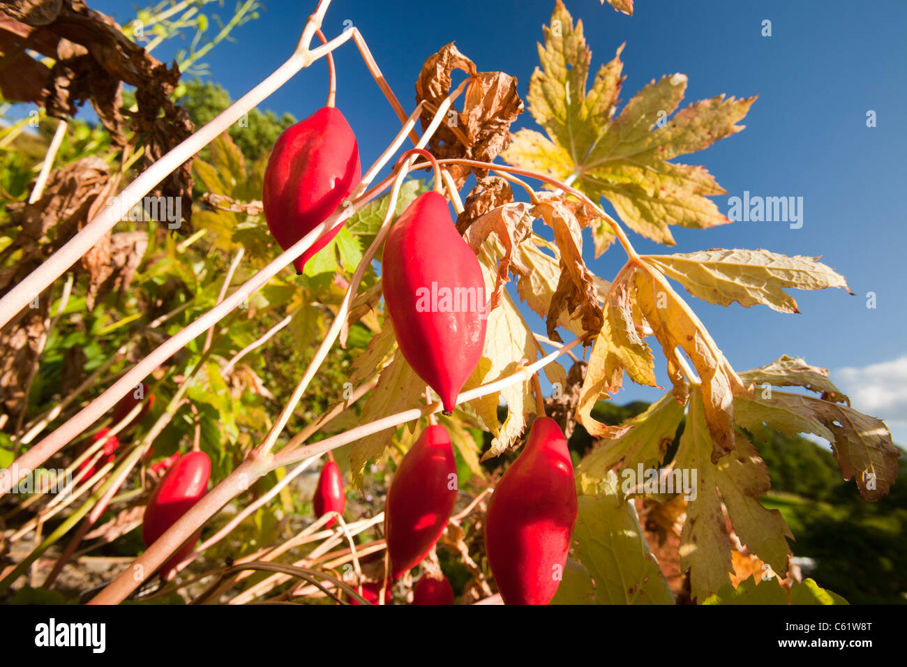 Himalayan may apple hi-res stock photography and images - Alamy
