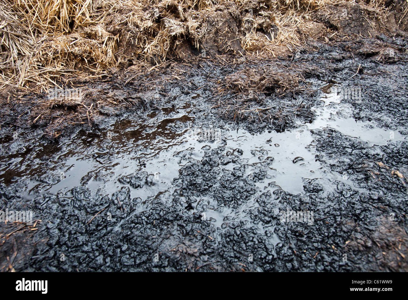 Liquid leaching from a manure pile Stock Photo - Alamy