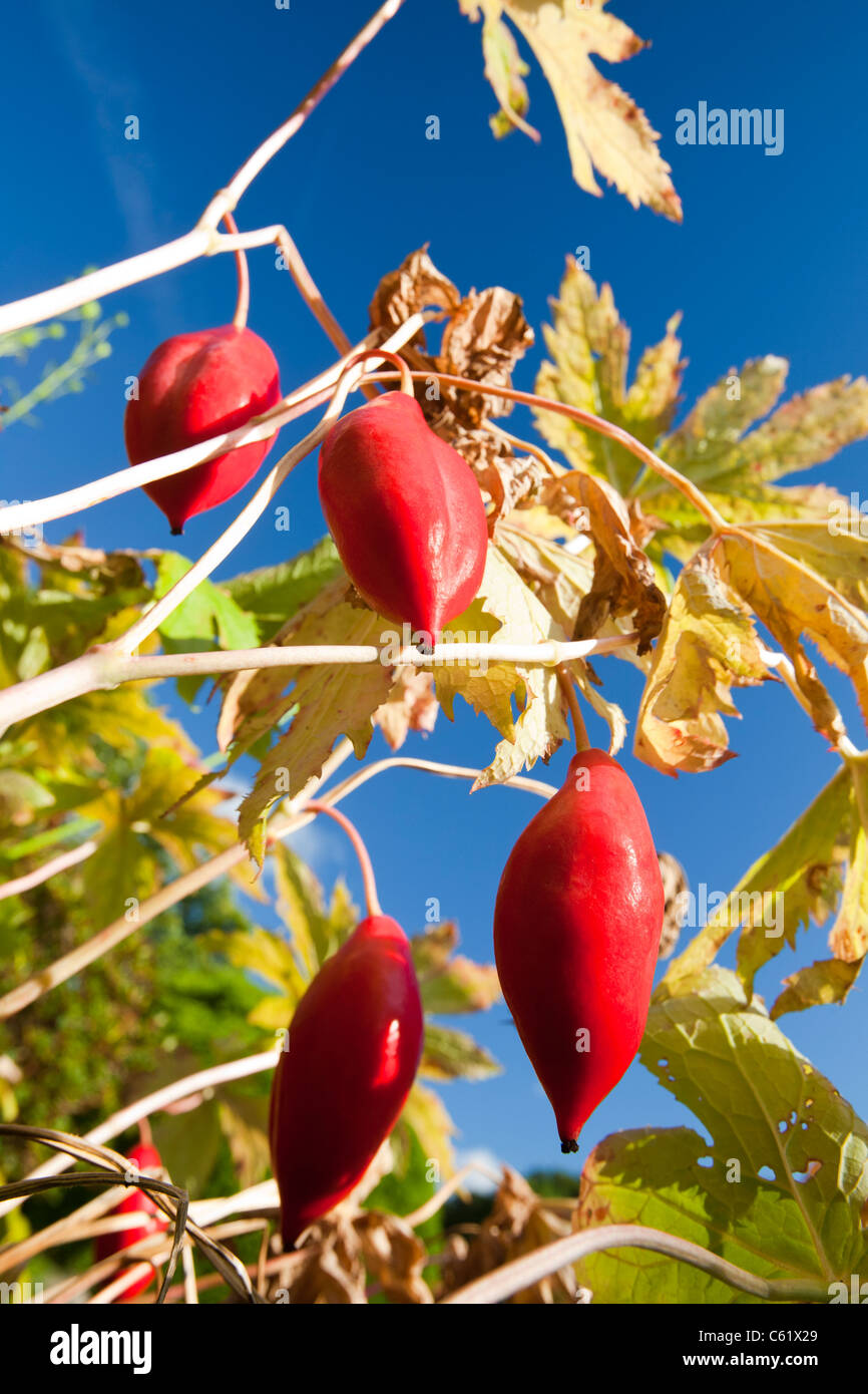 The fruits of Podophyllum hexandrum, or Himalayan may apple, also known ...