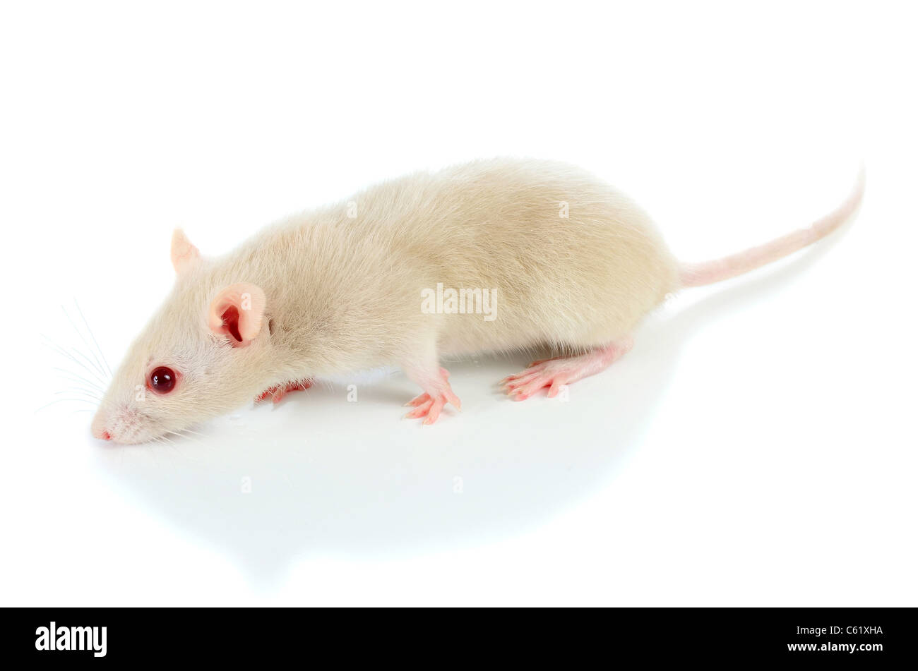 mouse isolated on white background Stock Photo - Alamy