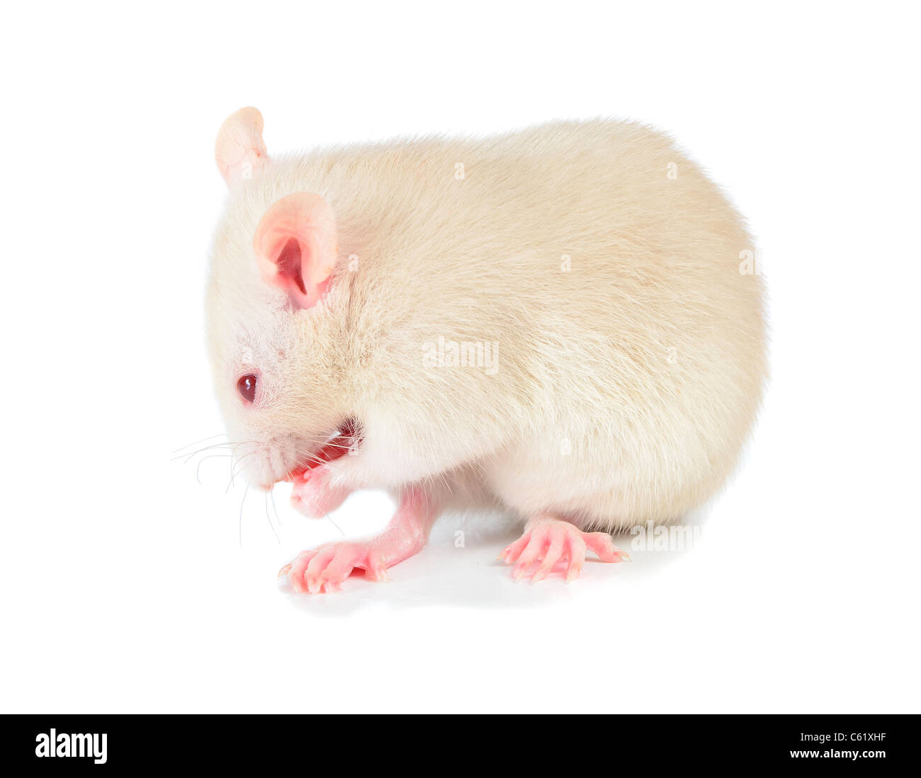 mouse isolated on white background Stock Photo - Alamy