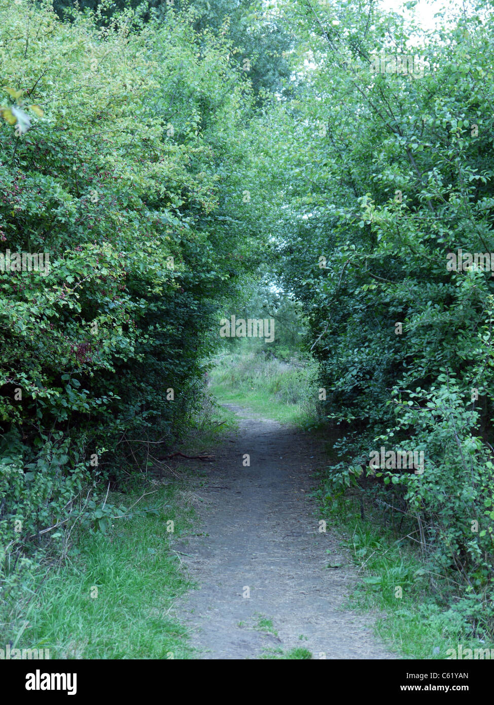 A path meandering through a natural arch of bushes and trees in England ...