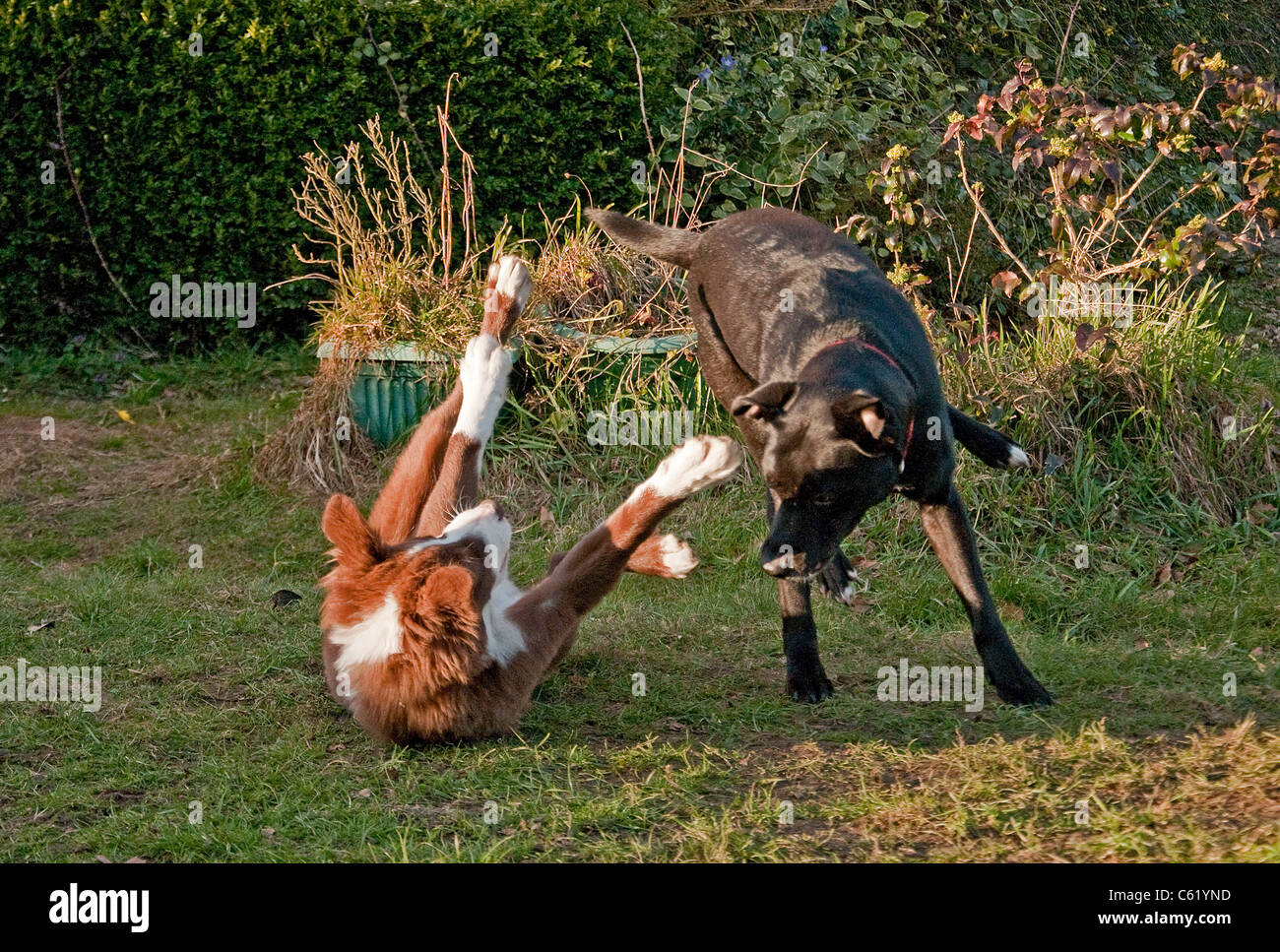 Dogs playing garden Stock Photo - Alamy