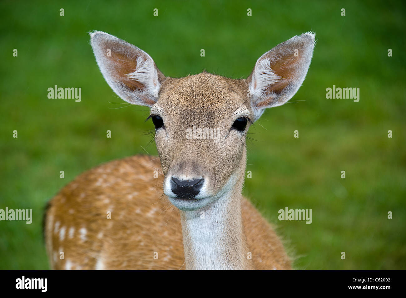 Deer markings hi-res stock photography and images - Alamy