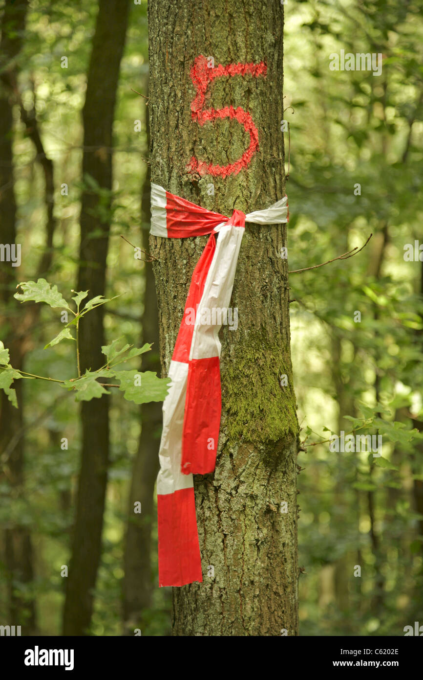 Red number 5 spray-painted onto tree trunk with red and white tape tied ...