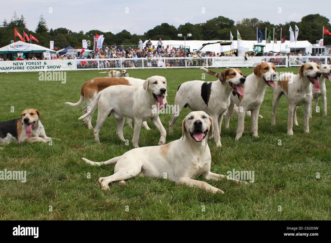 New Forest Hounds Stock Photo - Alamy