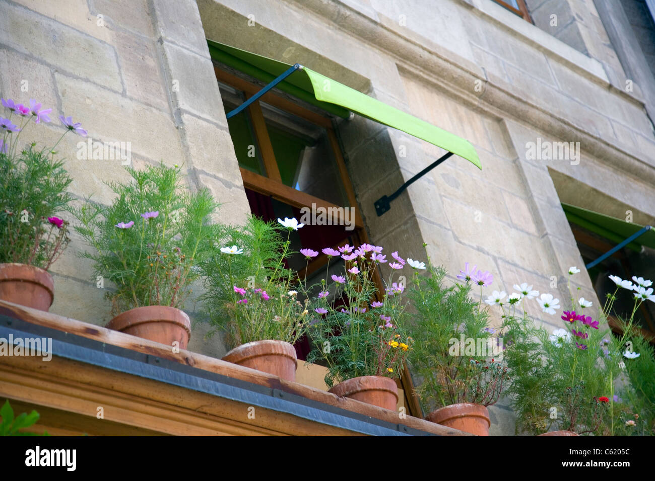 Cosmos flowers in window boxes Stock Photo - Alamy