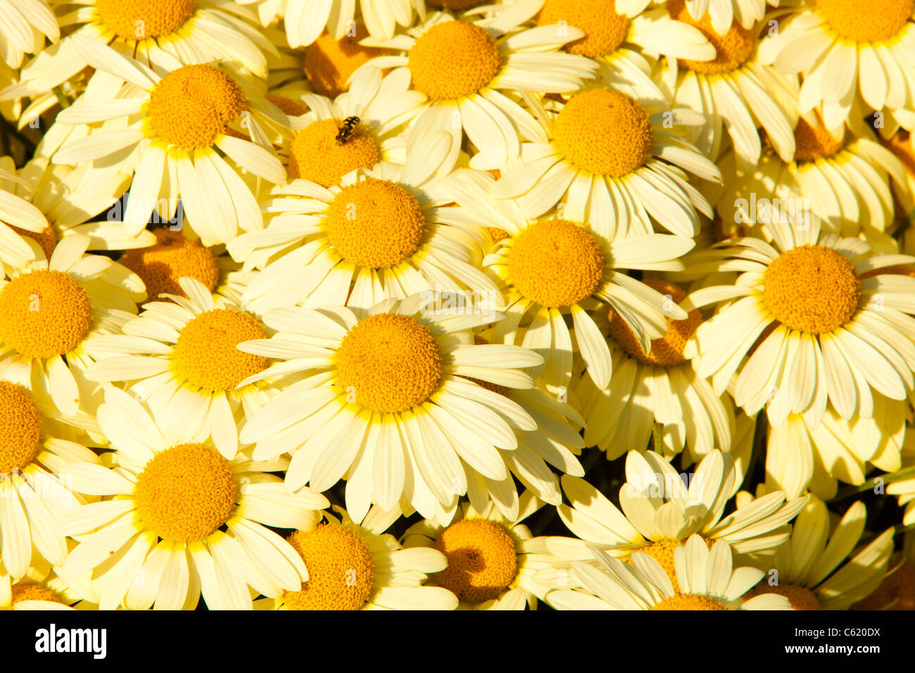 Yellow Aster flowers in holehird Gardens, Windermere, Cumbria, UK, of ...
