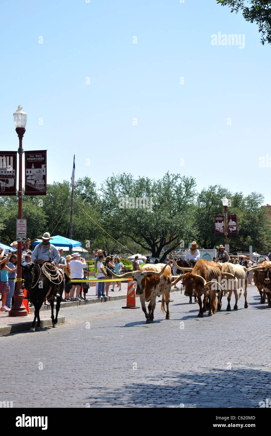 Cattle drive cowboys stockyards in hi-res stock photography and images ...