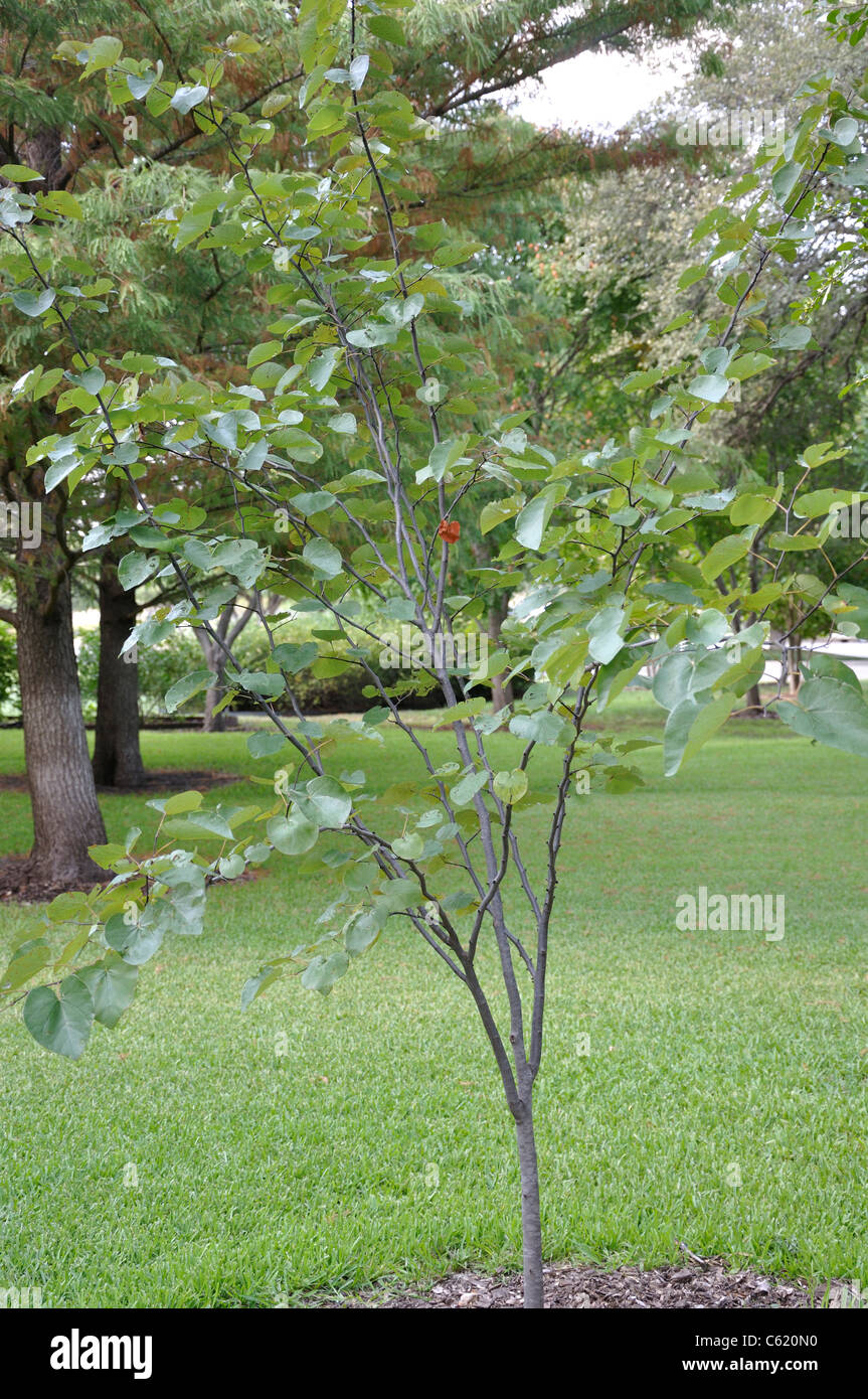 Eastern Redbud Cercis canadensis Merlot Stock Photo - Alamy