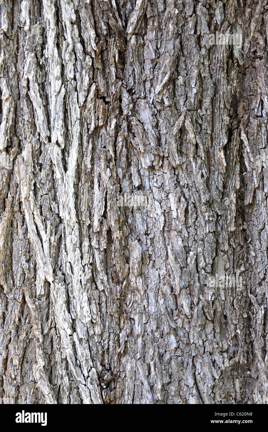American elm tree hi-res stock photography and images - Alamy