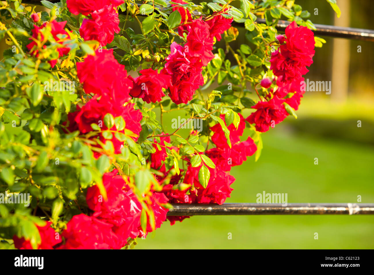 Rose windermere hi-res stock photography and images - Alamy