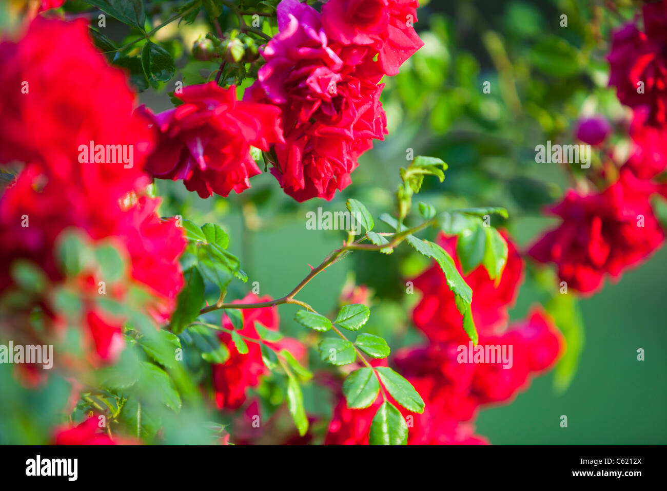 A red rose in Holehird Gardens, Windermere, Cumbria, UK Stock Photo - Alamy