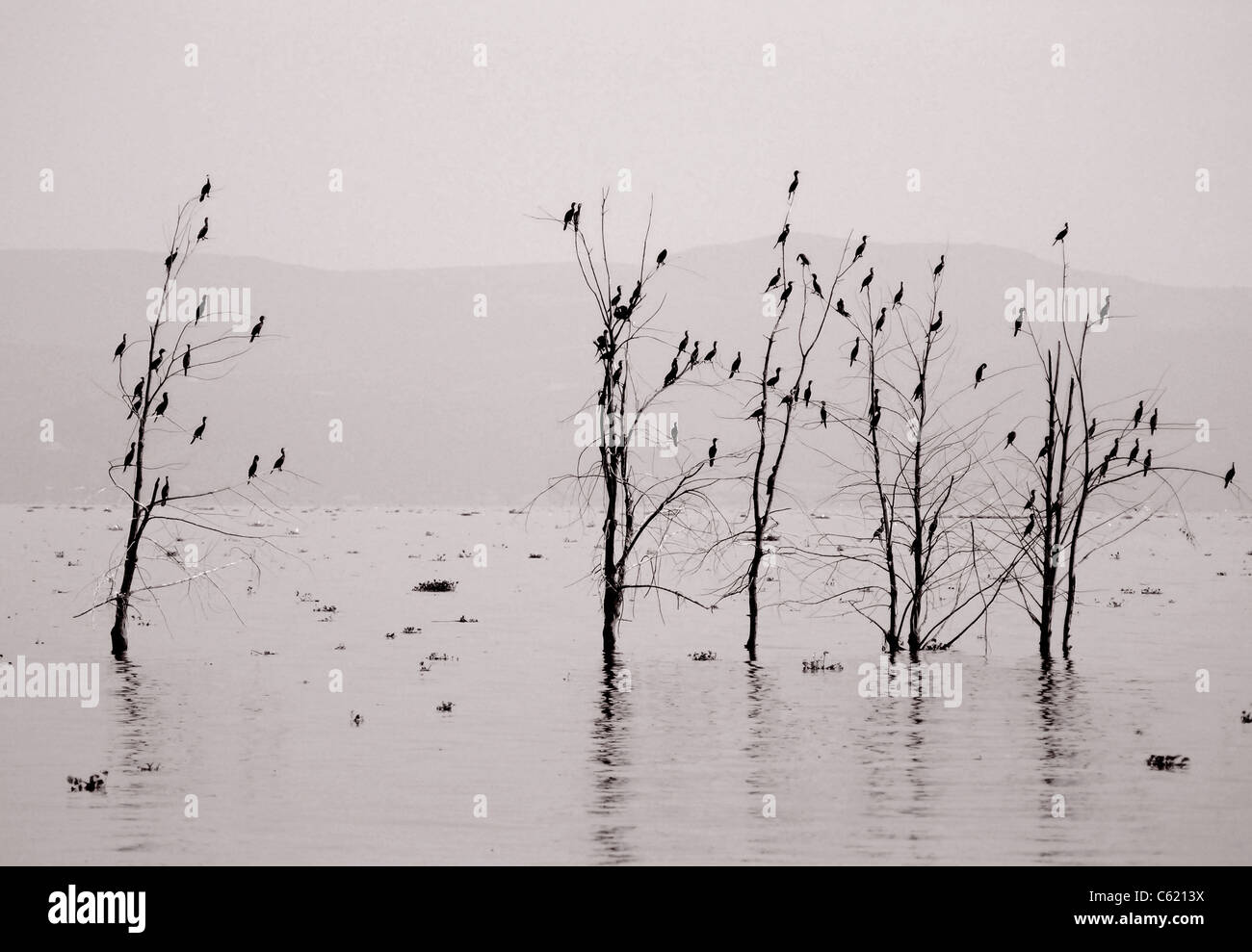 Birds roosting hi-res stock photography and images - Alamy