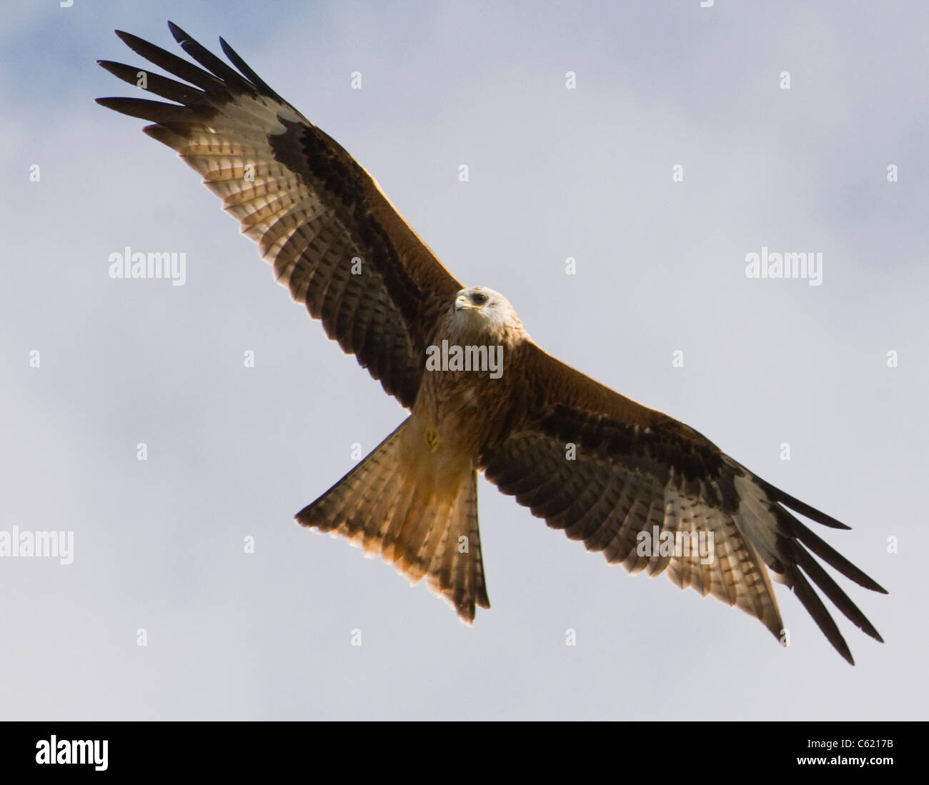 Red Kite soaring Stock Photo - Alamy