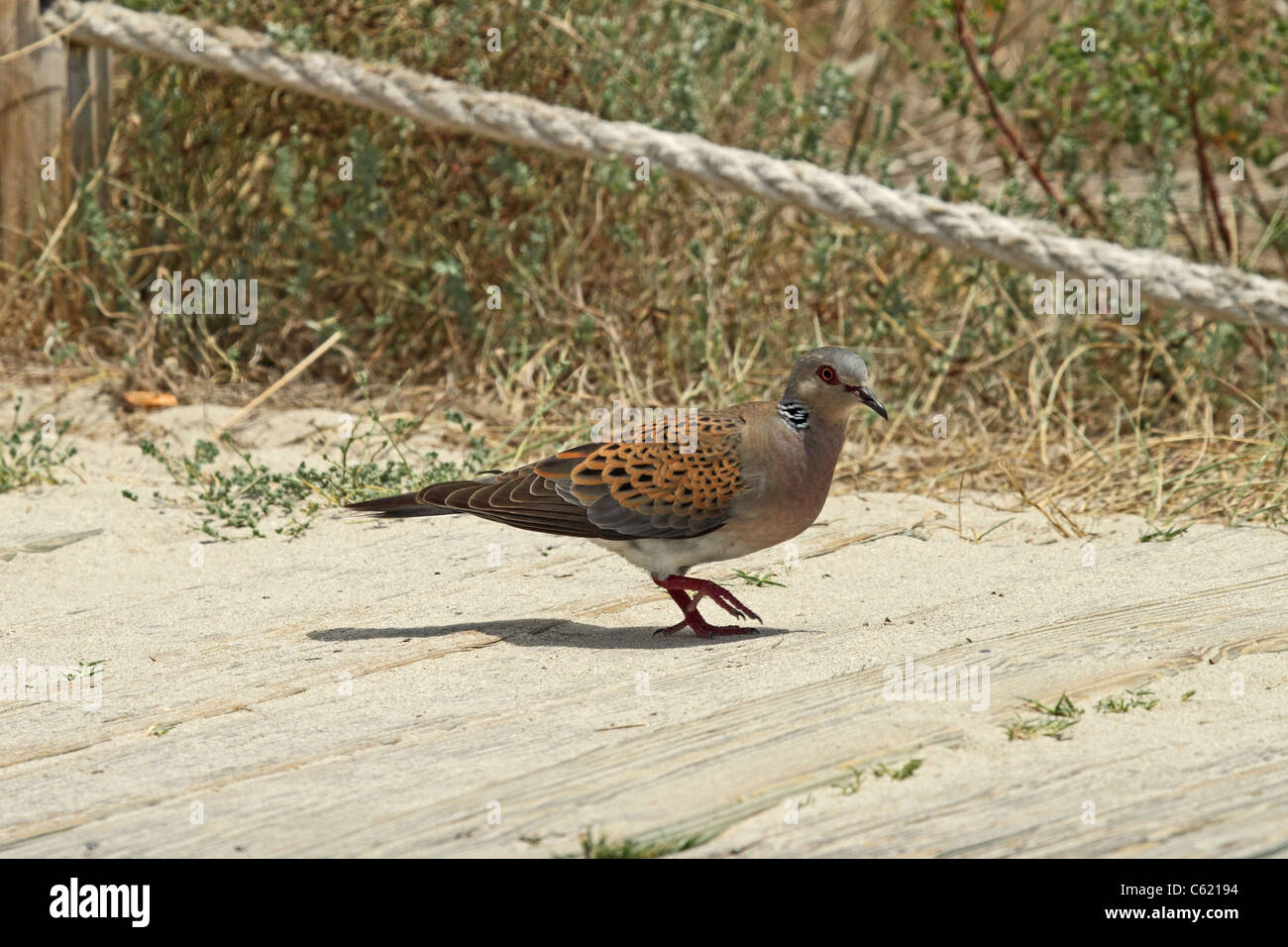 Turtle Dove (Streptopelia turtur Stock Photo - Alamy