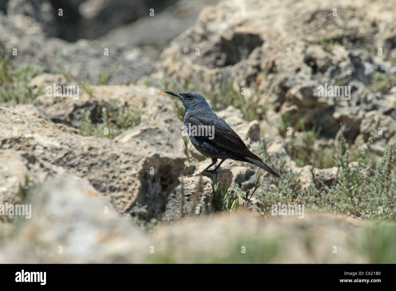 Blue rock thrush bird hi-res stock photography and images - Alamy