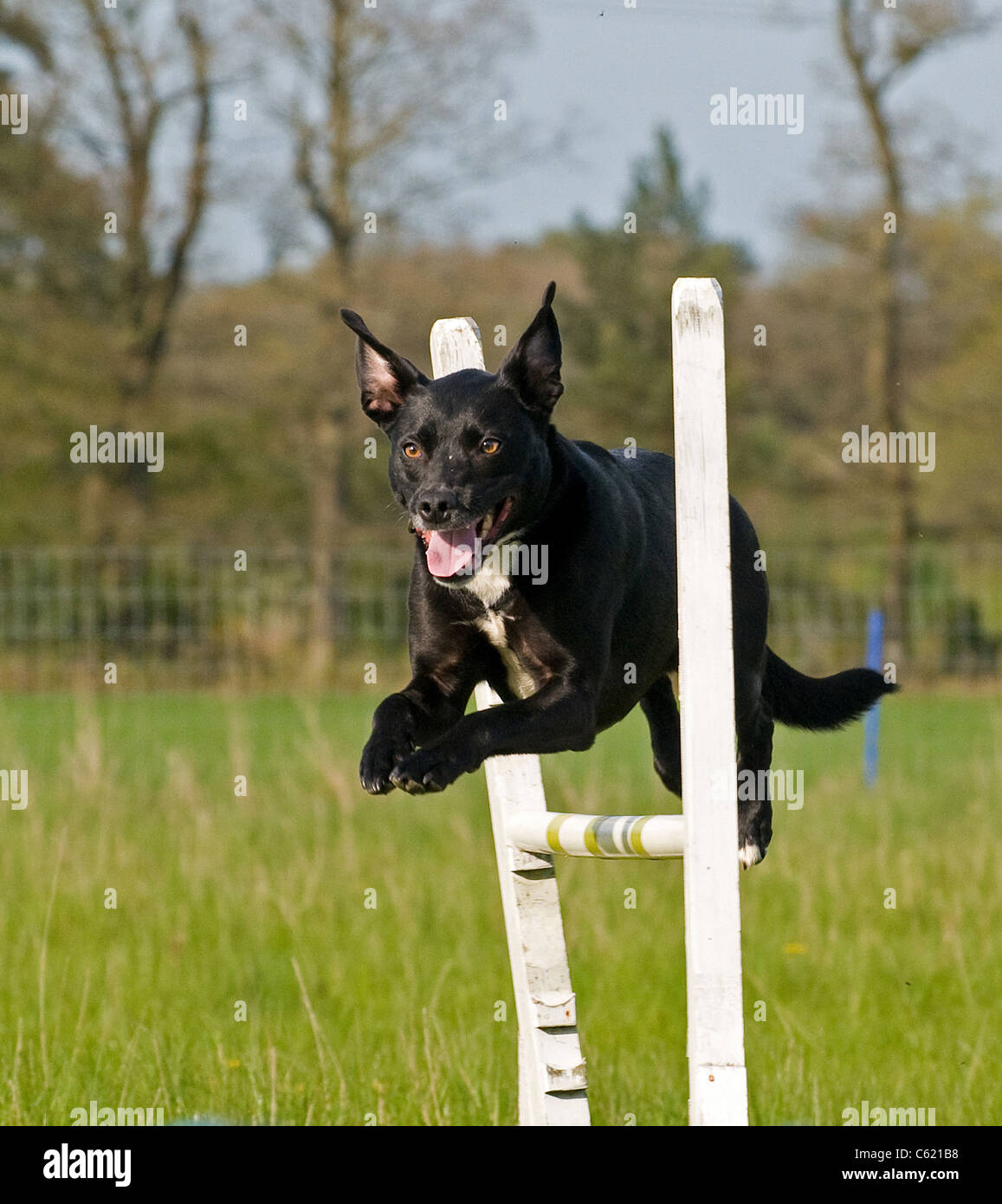 Dog jumping during agility round Stock Photo - Alamy