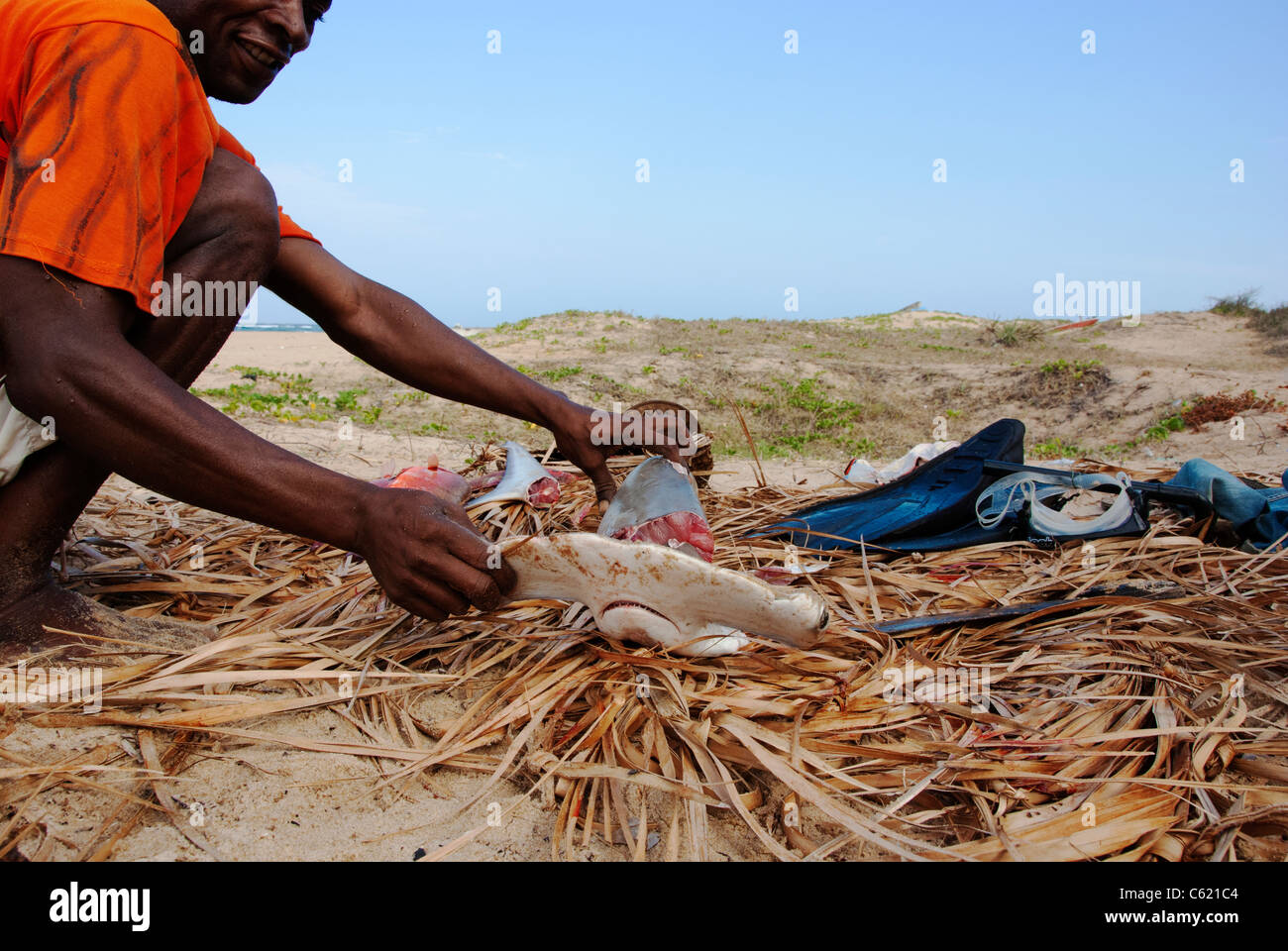 collecting shark fins Mozambique Stock Photo - Alamy