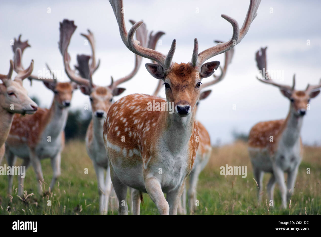 Deer spotting hi-res stock photography and images - Alamy