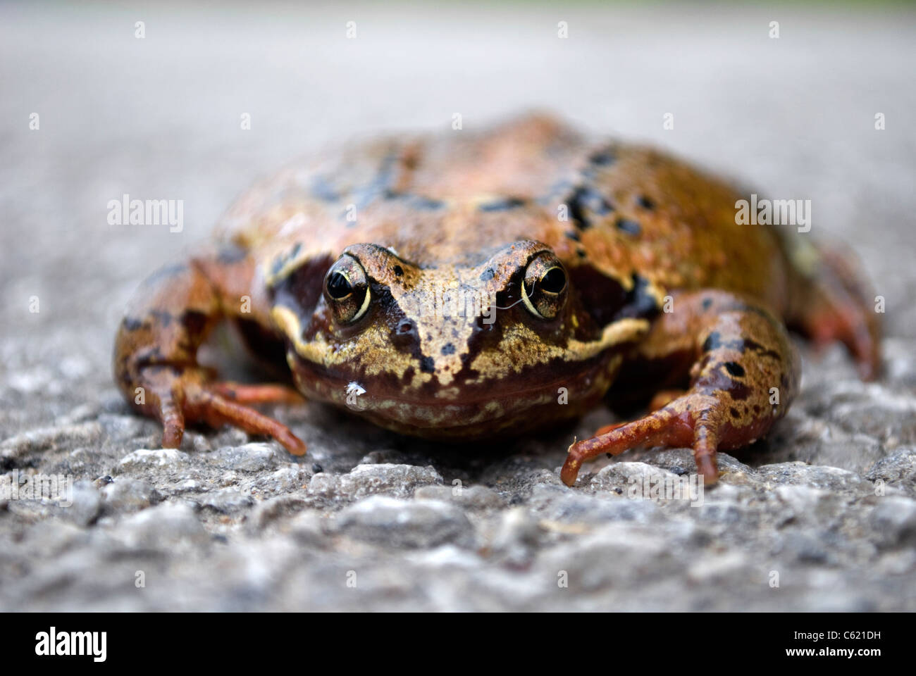Native britain british vertebrate vertebrates hi-res stock photography ...
