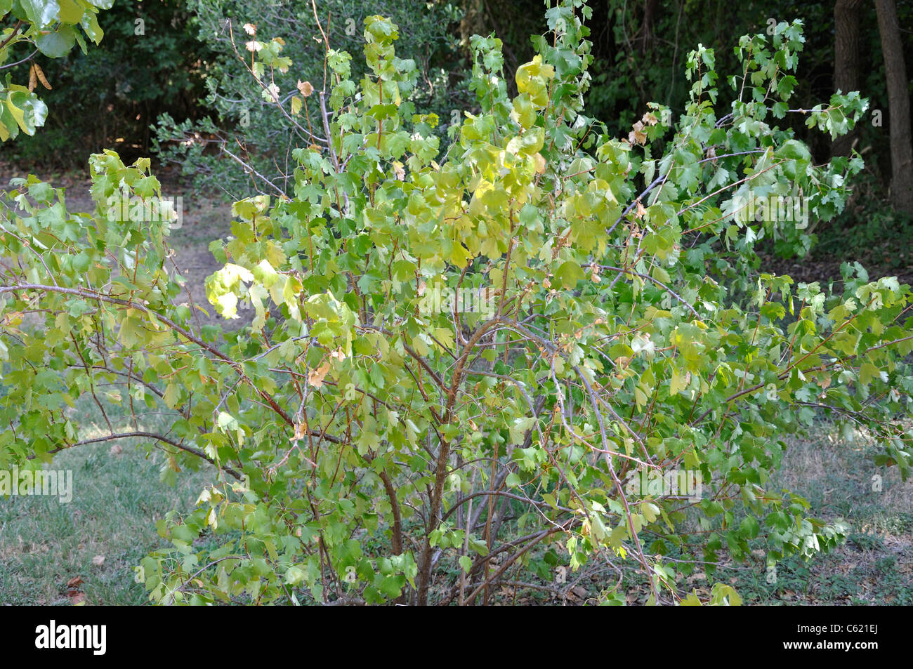 Golden Currant - Ribes aureum aureum Stock Photo - Alamy