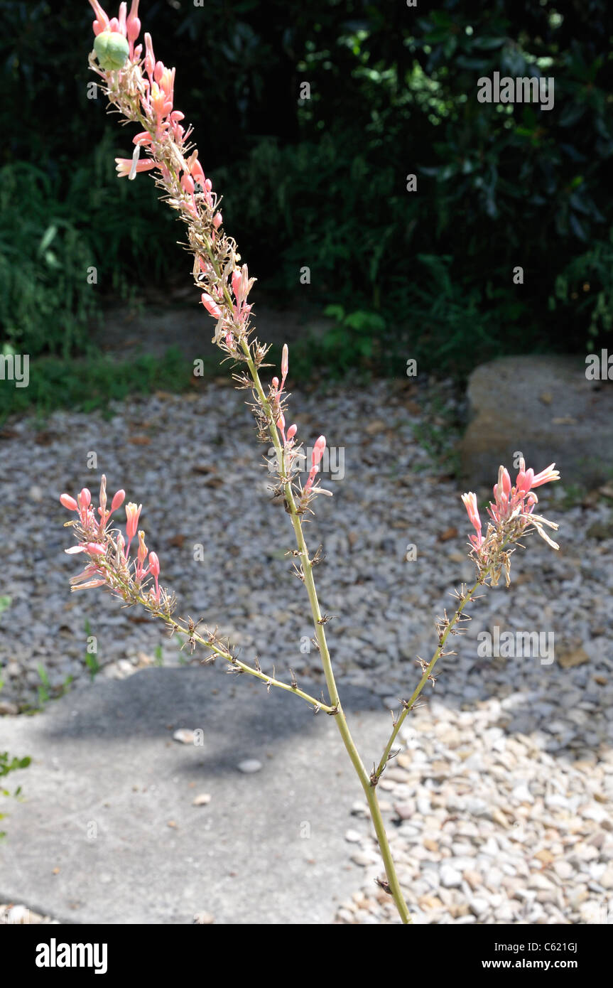 Hesperaloe parviflora Red Yucca, native to Chihuahuan desert of west ...