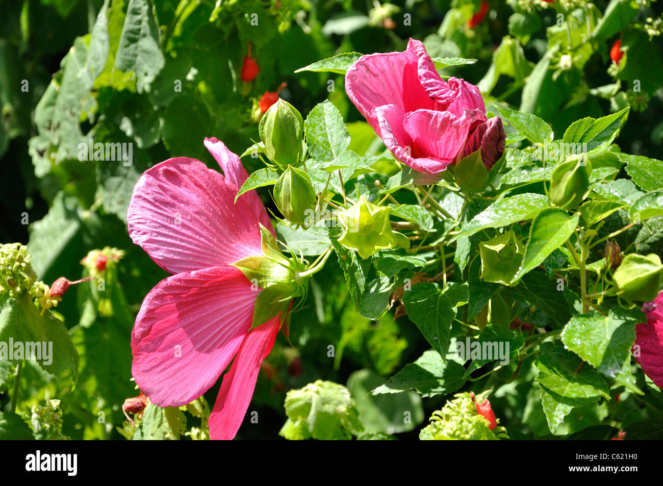 Malva bush hi-res stock photography and images - Alamy