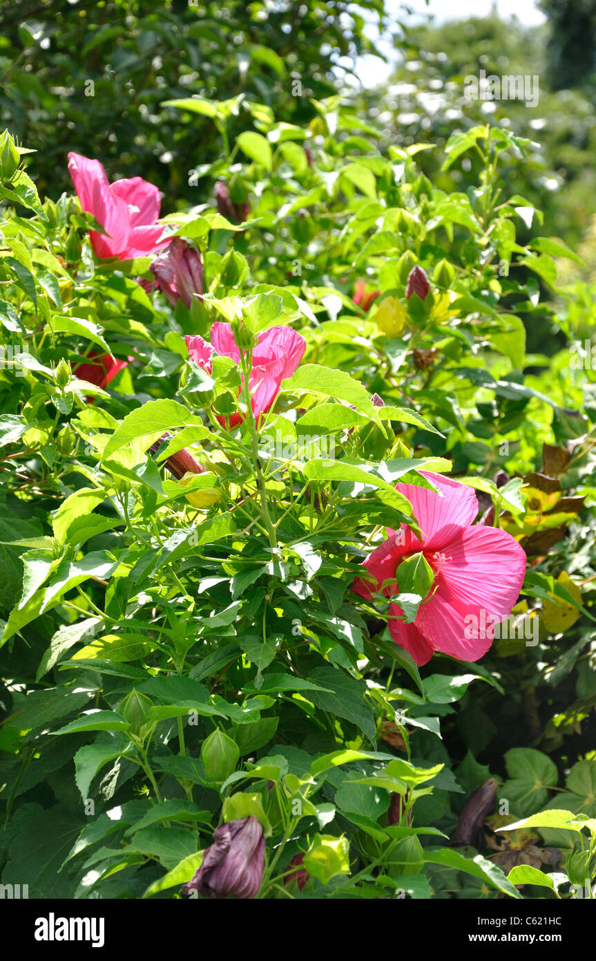 Pink hybiscus hi-res stock photography and images - Alamy