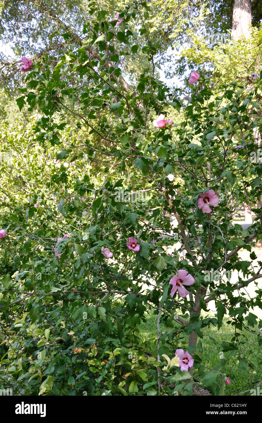 Hibiscus Syriacus Aphrodite Althea Stock Photo - Alamy
