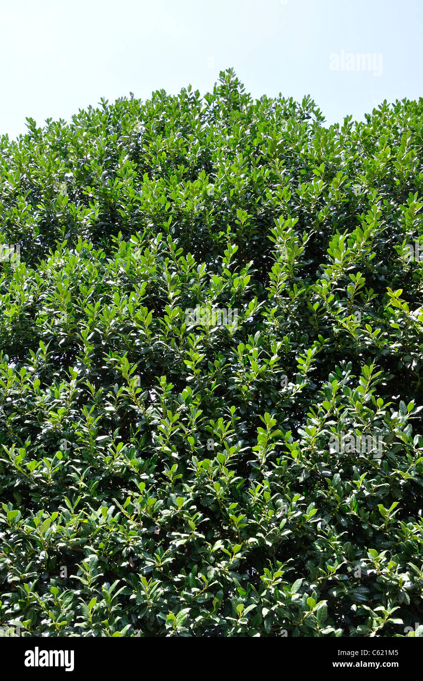 Ilex Nellie R. Stevens Holly Stock Photo - Alamy