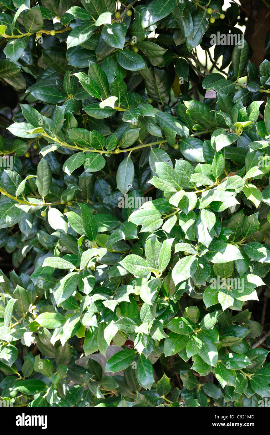 Ilex Nellie R. Stevens Holly Stock Photo - Alamy