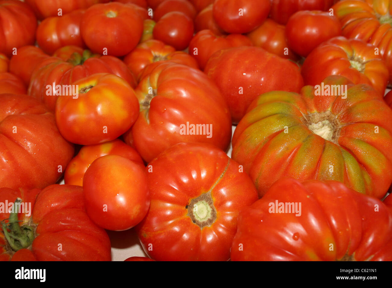 Beefmaster Tomato