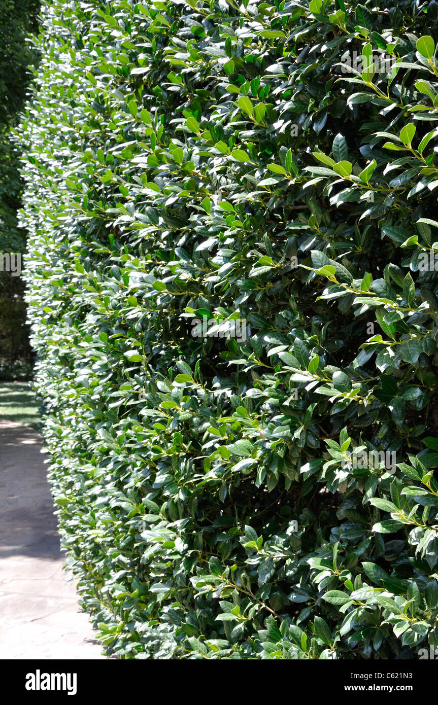 Ilex Nellie R. Stevens Holly Stock Photo - Alamy